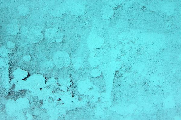 How to Kill Black Algae in Your Pool - Pool Research