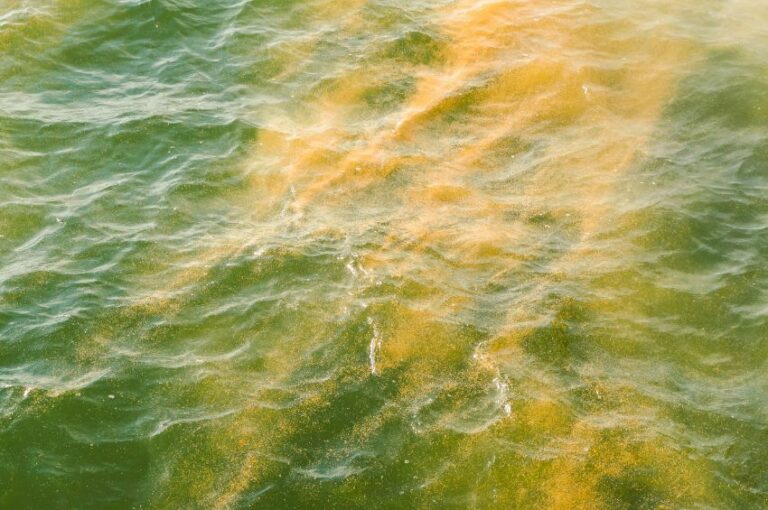 How to Get Rid of Algae in Your Pool Fast - Pool Research